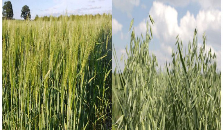 Intro to barley and oats - Good in Every Grain