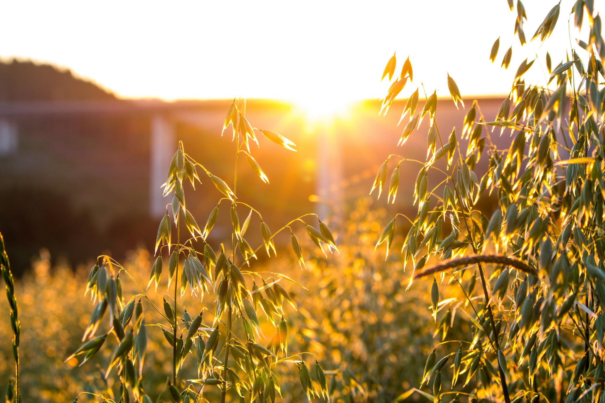 How many different types of whole grain are grown locally in Ontario ...