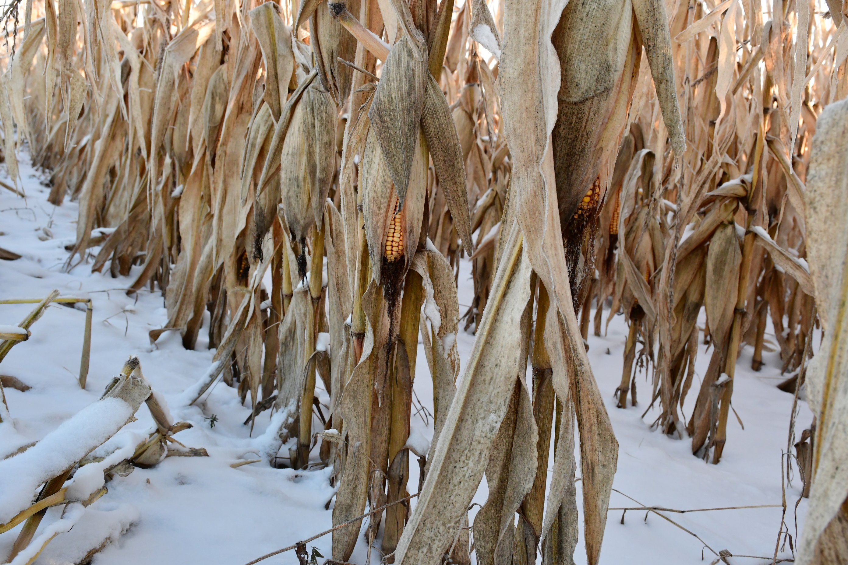 Snowy harvest - Good in Every Grain