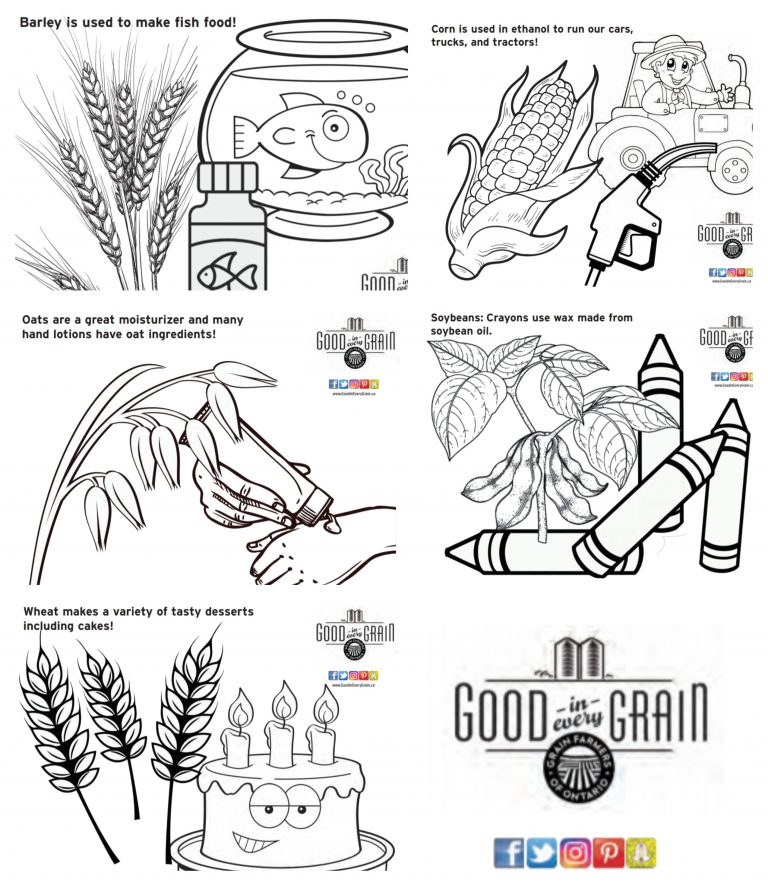 Family Grain Activities - Good in Every Grain