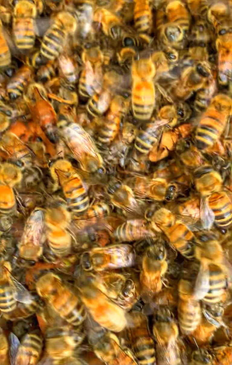 Cover crops: great for soil and bees - Good in Every Grain