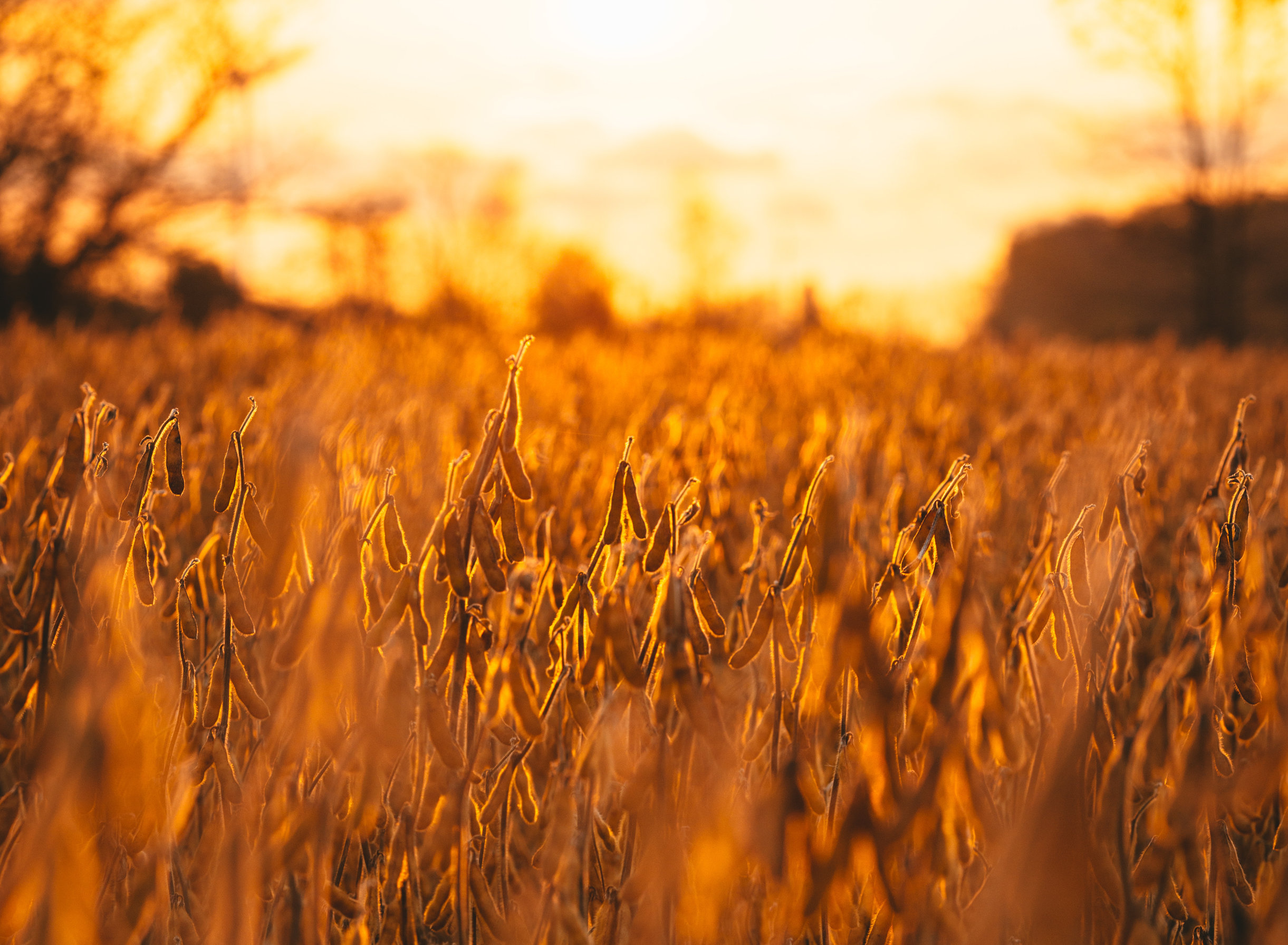 Ag-ed resources - October 2022 - Good in Every Grain