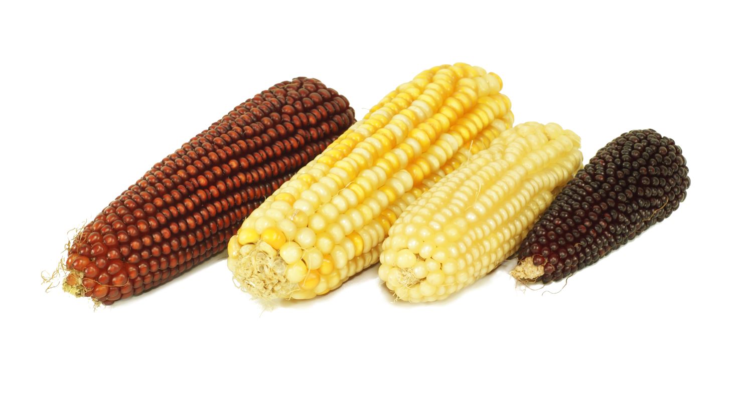 Are there different types of corn? - Good in Every Grain