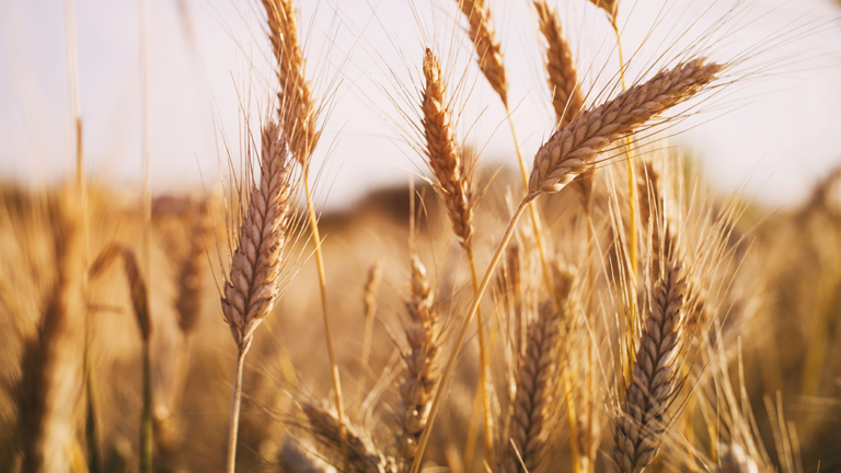 Home - Good in Every Grain
