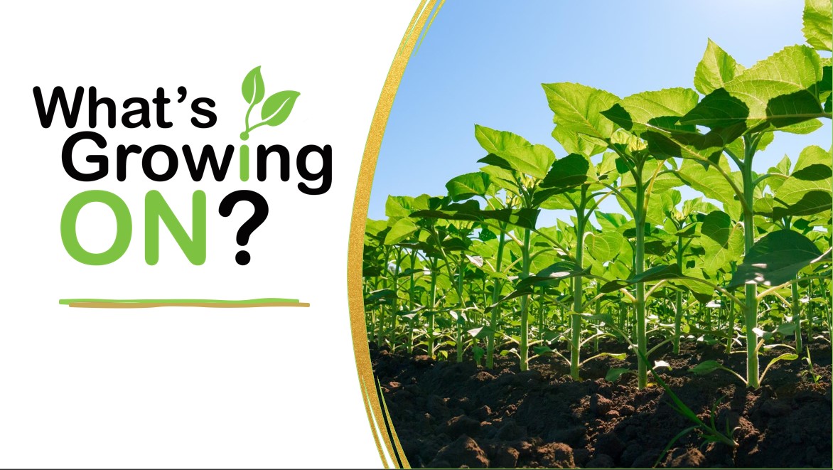 What's Growing ON? - Good in Every Grain