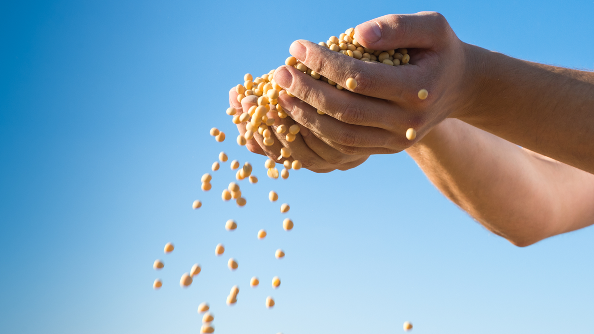 Grains: More than food! - Good in Every Grain