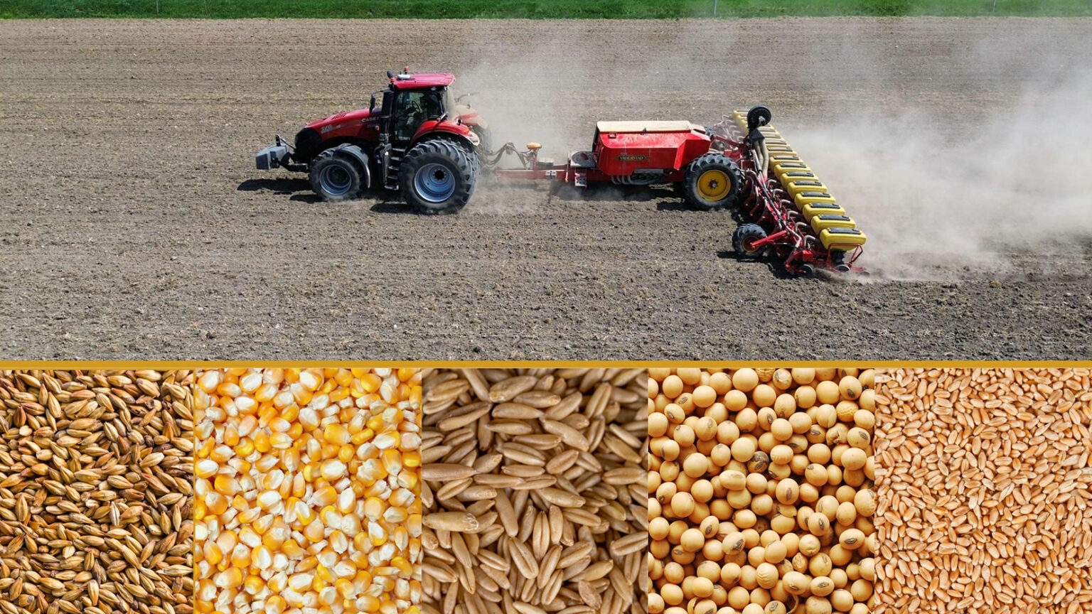 The Whole Grains Story: Corn #WhereDoGrainsGo - Good in Every Grain