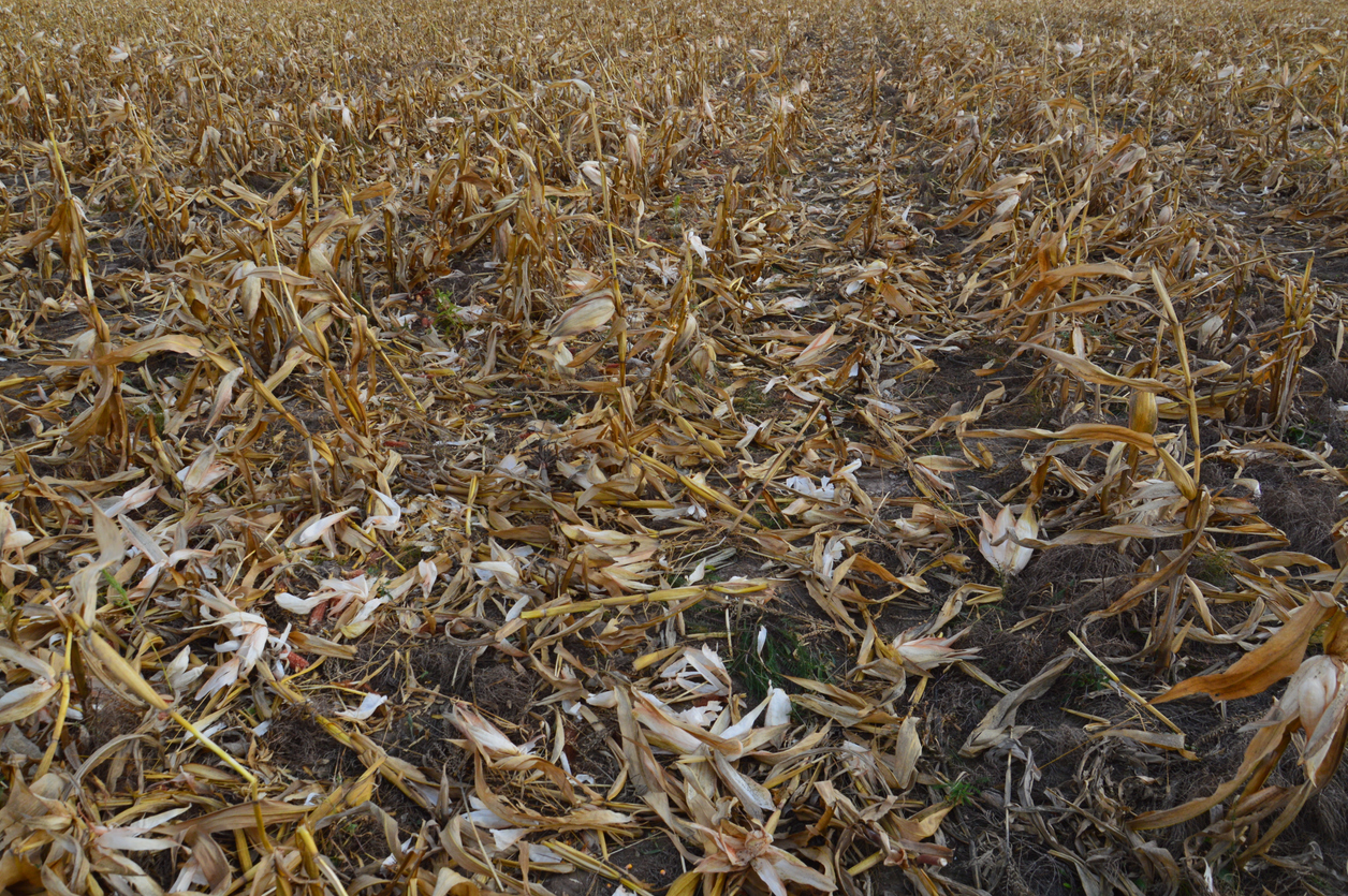 Corn harvest: What about the parts of the plant left behind? - Good in ...