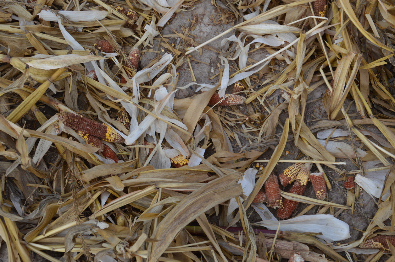 Corn harvest: What about the parts of the plant left behind? - Good in ...