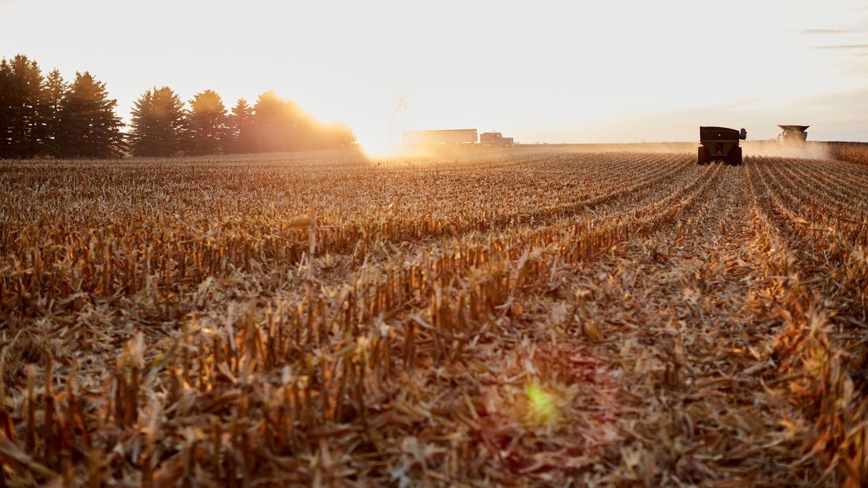 Corn harvest: What about the parts of the plant left behind? - Good in ...