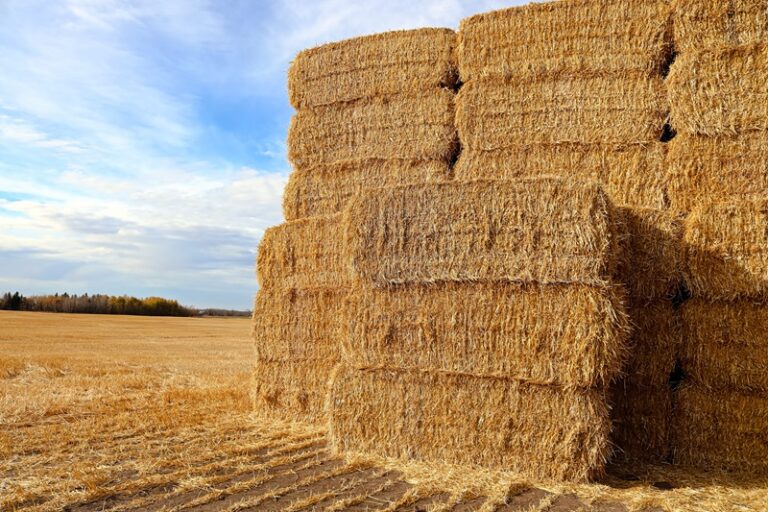 Hay vs straw: not the same thing - Good in Every Grain