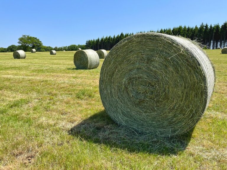 Hay vs straw: not the same thing - Good in Every Grain