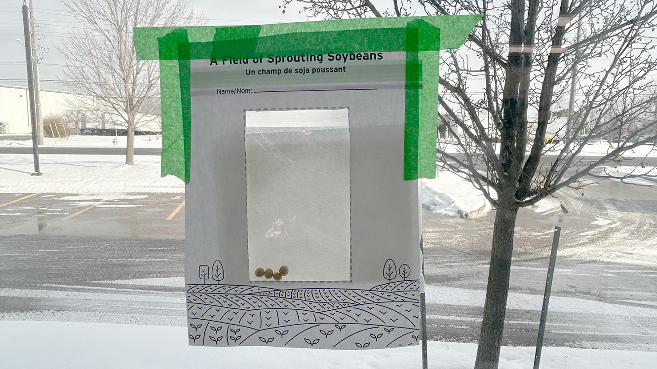 Window farm: Lesson plan - Good in Every Grain