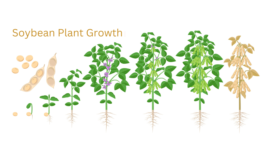 Window farm: Lesson plan - Good in Every Grain