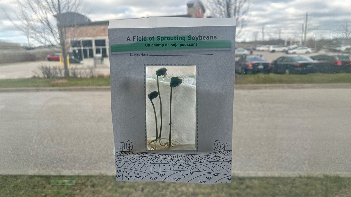 How educators are using Window Farm Kits in their classrooms - Good in ...