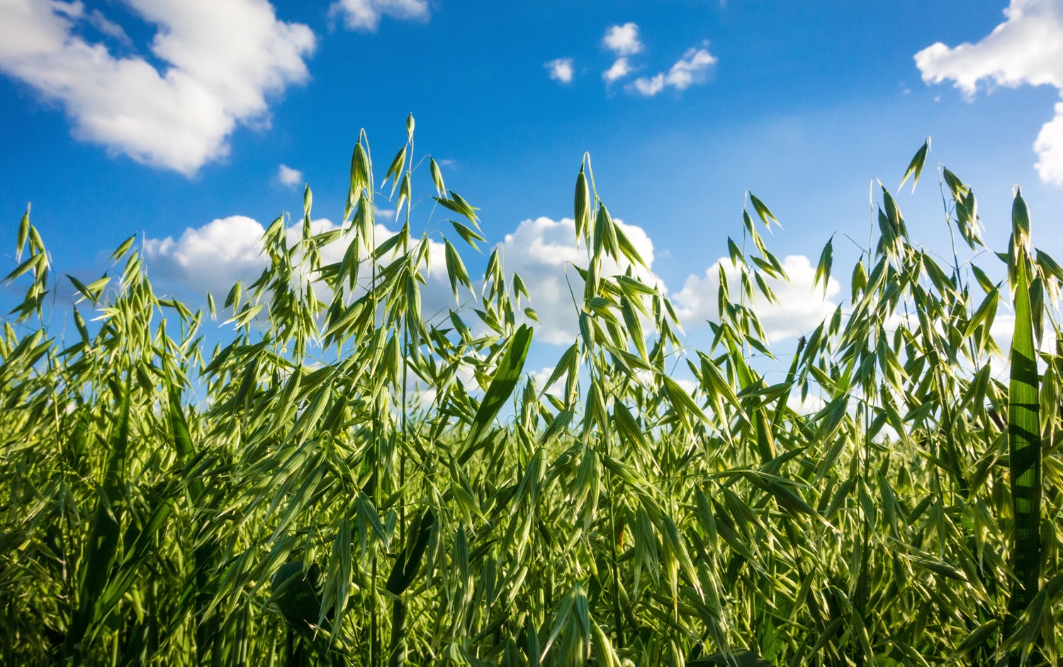 Draw With Rob - Good in Every Grain