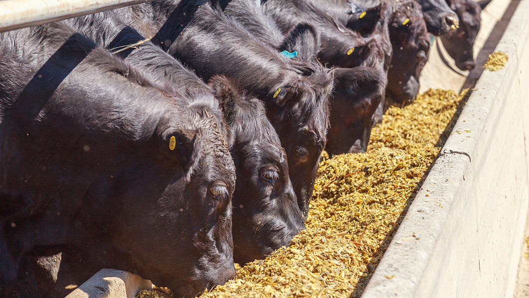 Food, culture, and community around the world - Good in Every Grain